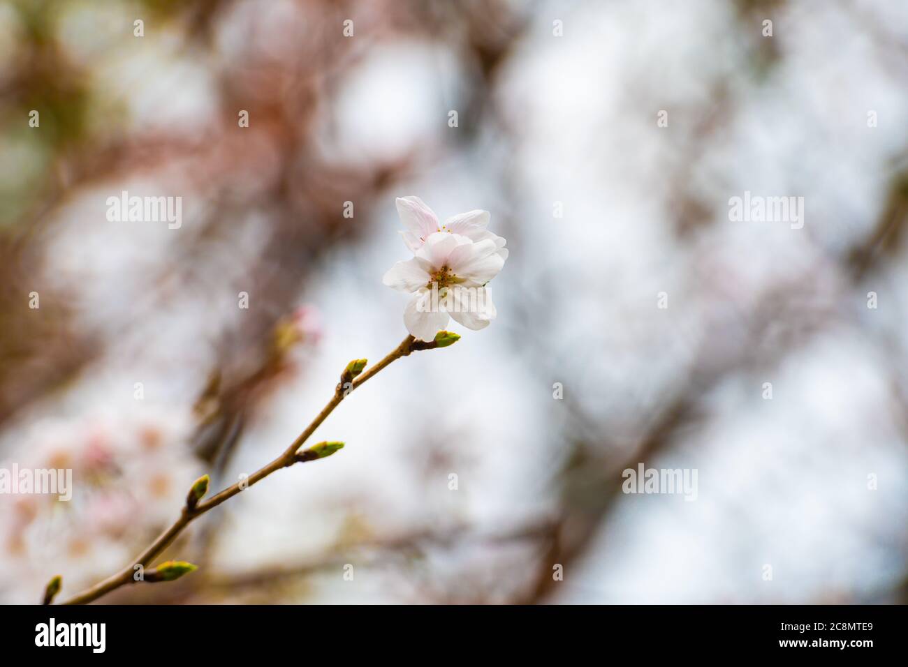 Cherry blossom in spring for background or copy space for text Stock ...