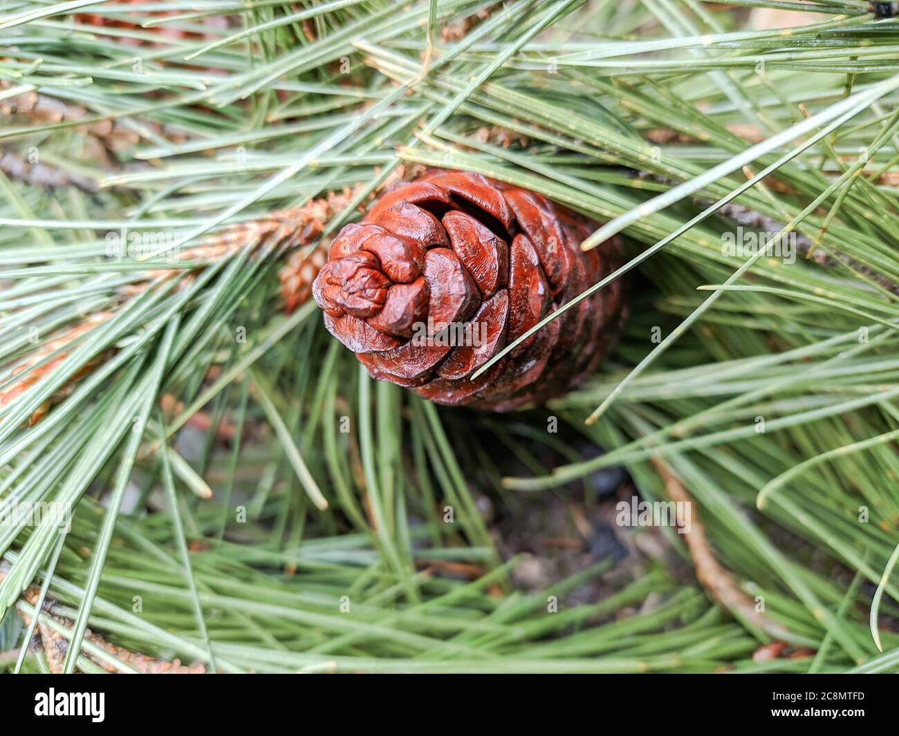 a cone seed was growing at tree, Mediterranean area Stock Photo - Alamy