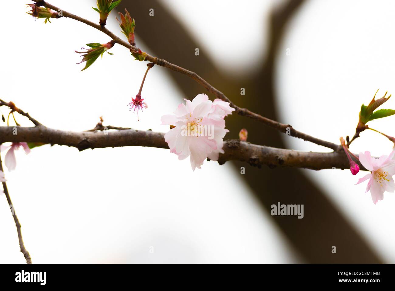 Cherry blossom in spring for background or copy space for text Stock ...