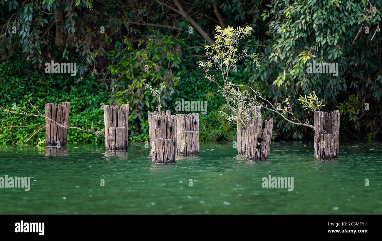 Old rotting wooden jetty posts in a country creek Stock Photo - Alamy