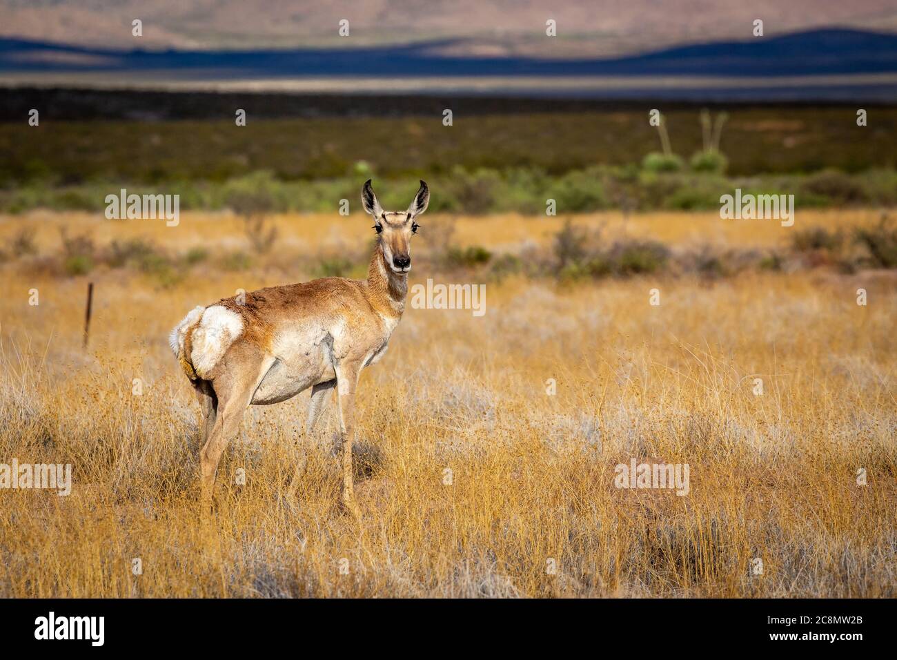 Antelope brush hi-res stock photography and images - Alamy