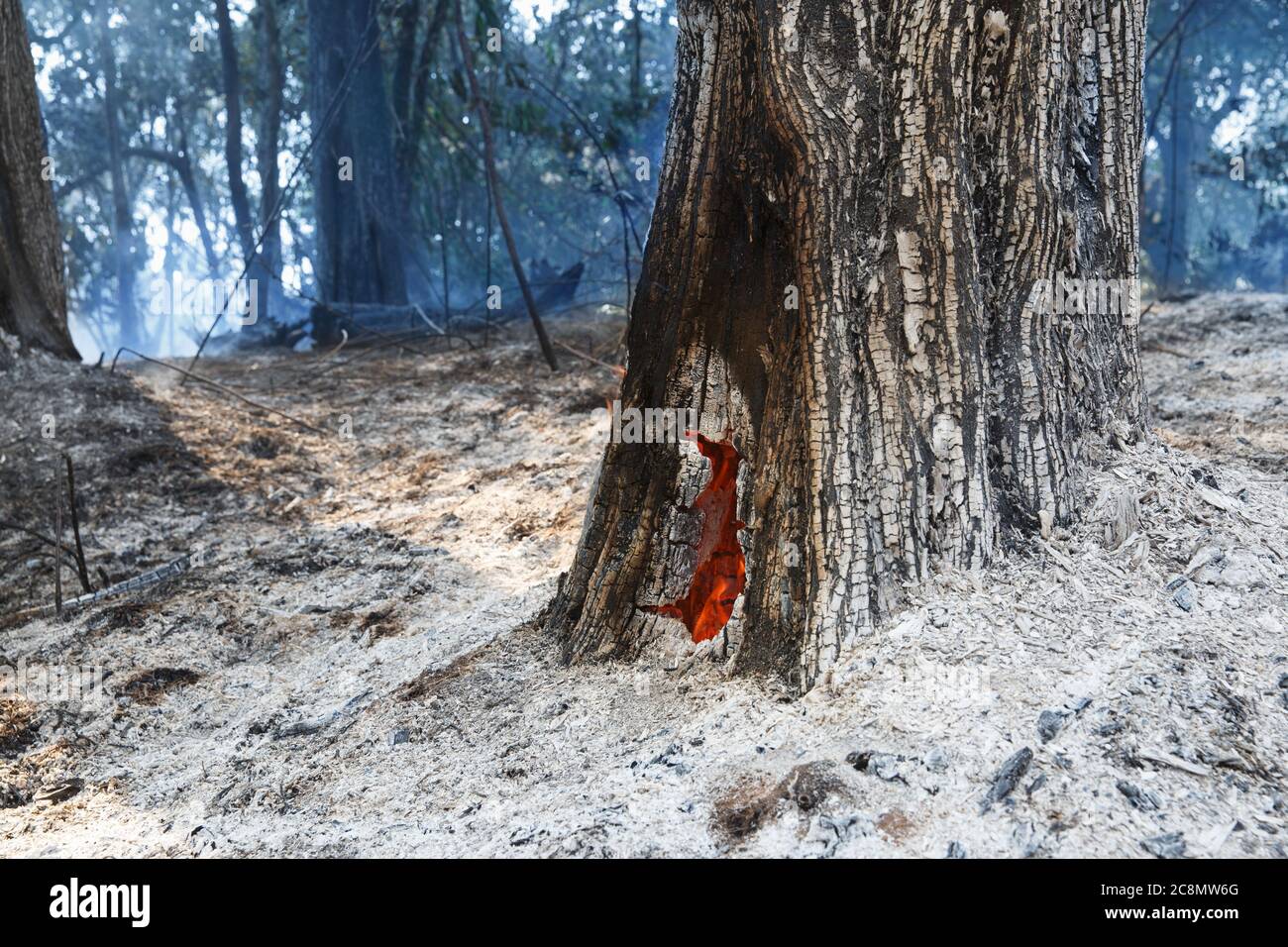 fire still burns inside tree after bushfire Stock Photo - Alamy