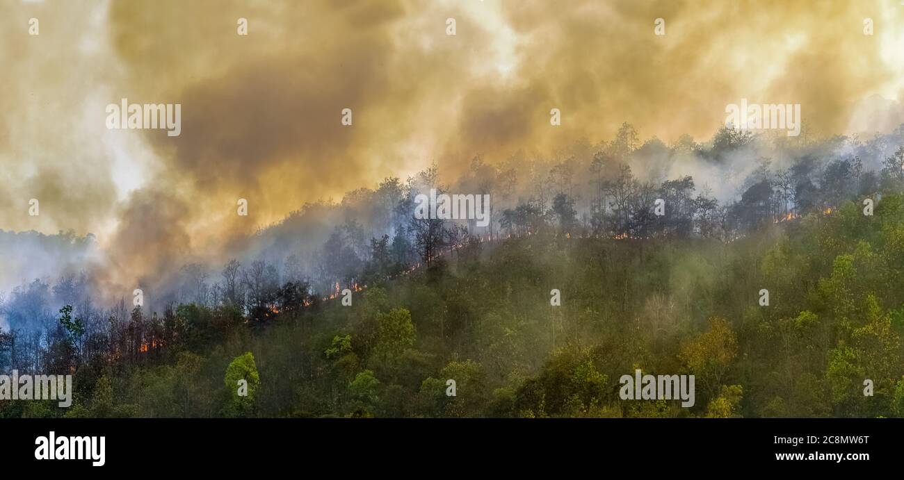 Rain forest fire disaster is burning caused by humans Stock Photo - Alamy