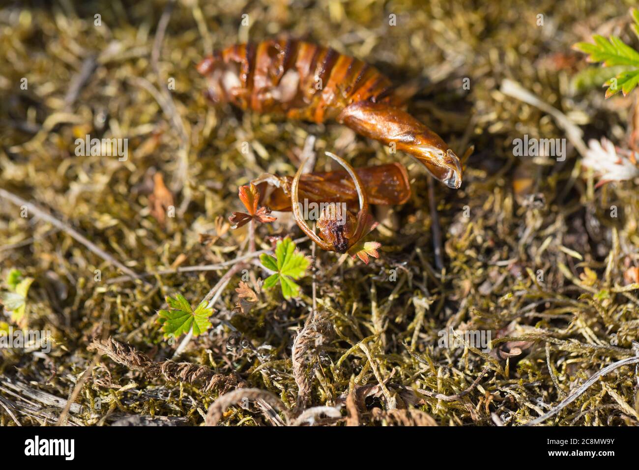 Hornet clearwing moth old empty pupa Stock Photo - Alamy