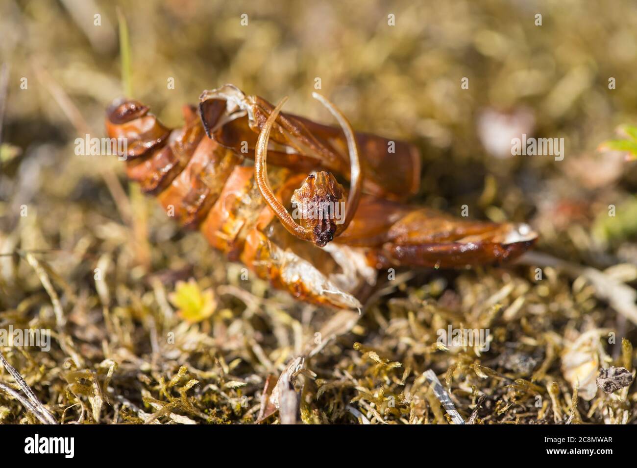 Hornet clearwing moth old empty pupa Stock Photo - Alamy
