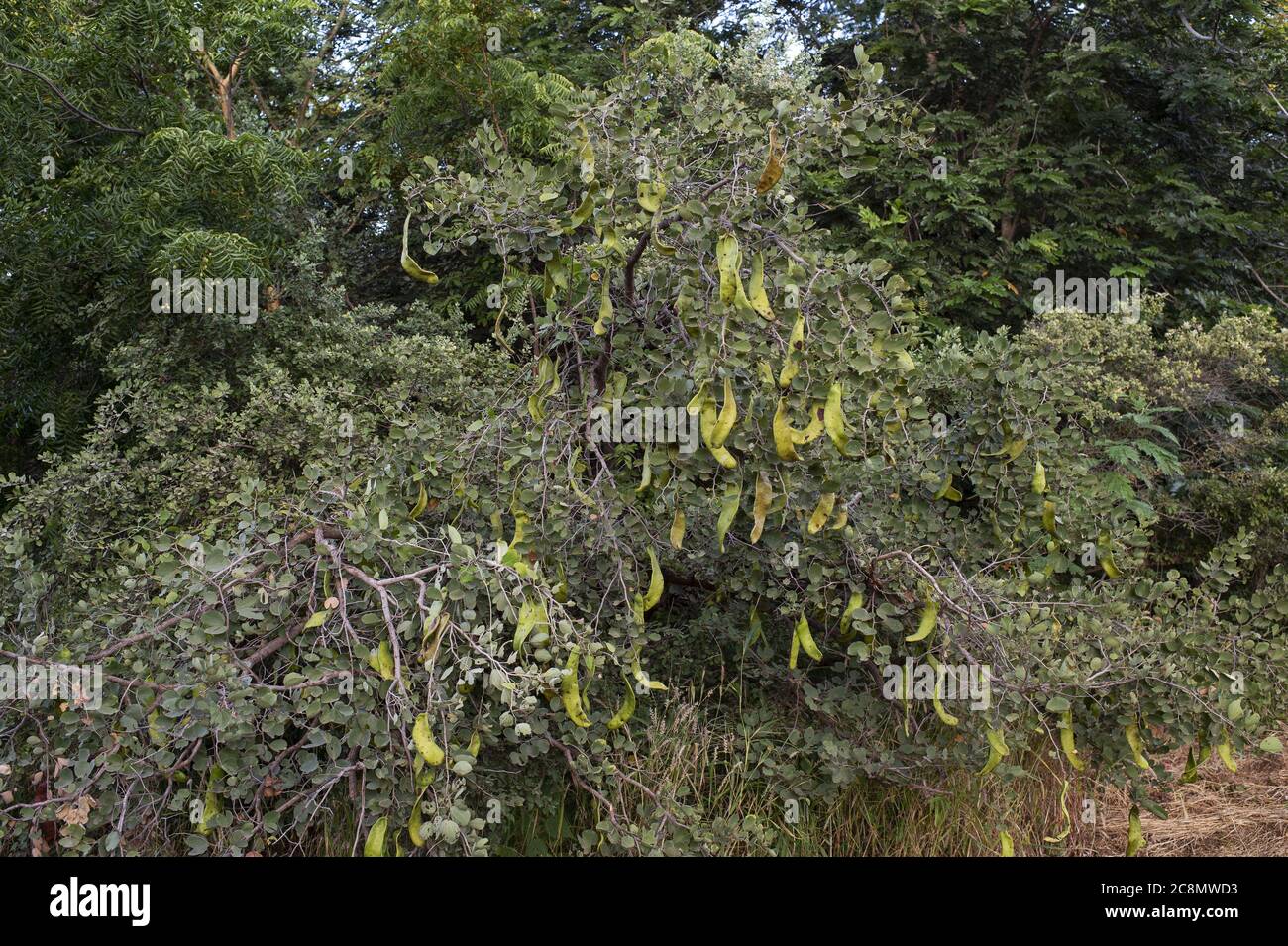 Capparaceae hi-res stock photography and images - Alamy