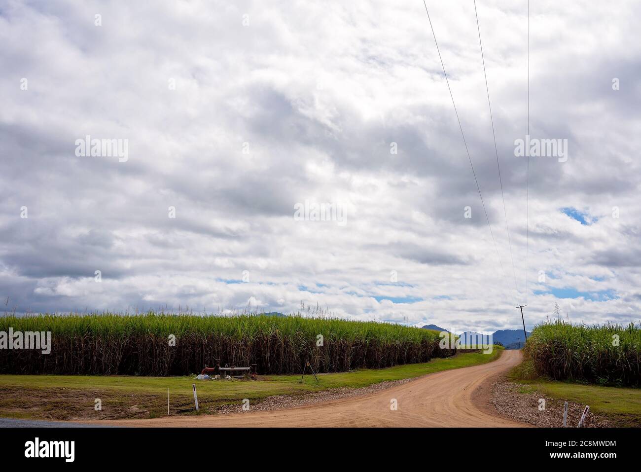 Sugar cane crop on either side of a winding rural dirt road in ...