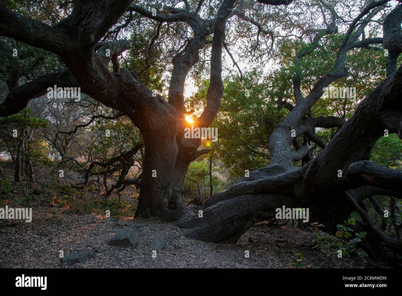 Gnarled oak trees like this one sit on Ring Mountain in Marin County ...