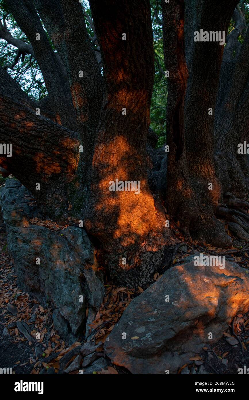 Gnarled oak trees like this one sit on Ring Mountain in Marin County ...