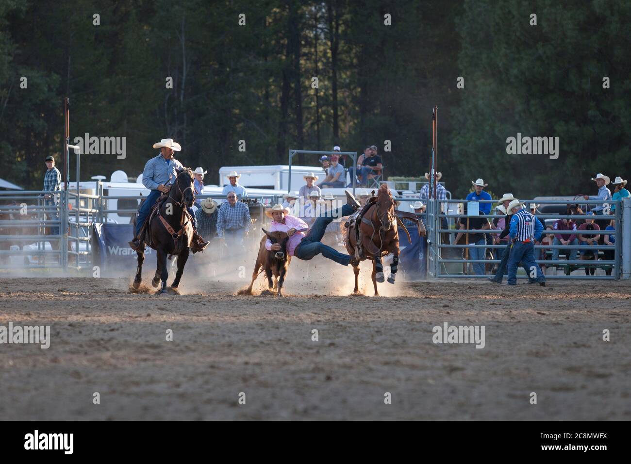 A cowboy competes in the steer wrestling (bulldogging) event at the ...