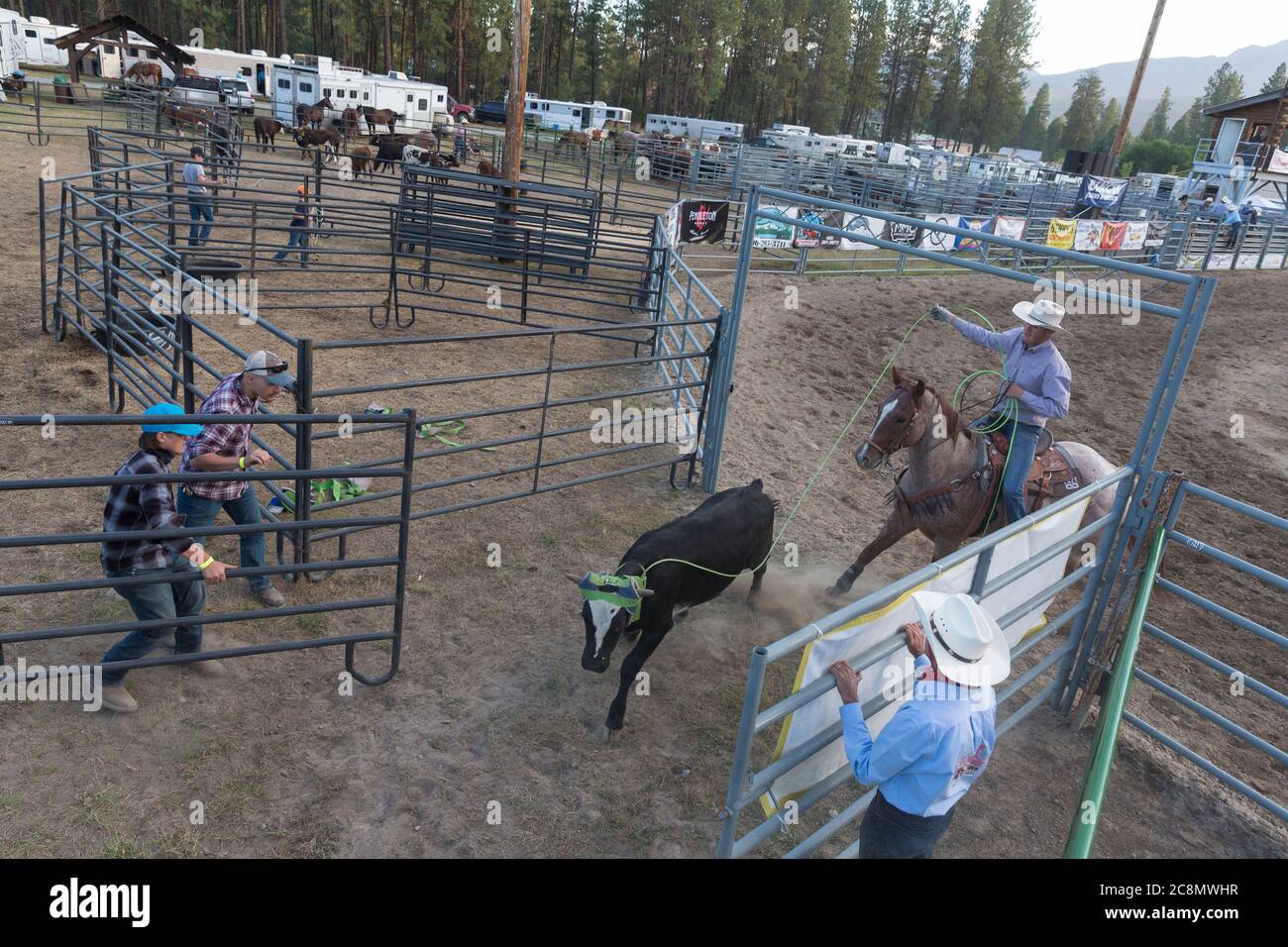 Team roping rodeo contestant hi-res stock photography and images - Alamy
