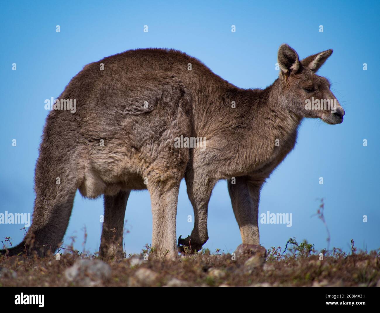 An Eastern Grey Kangaroo Stock Photo - Alamy