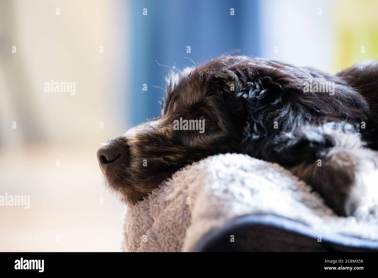 A Groodle Puppy - Poodle Cross Golden Retriever and Labrador Stock ...