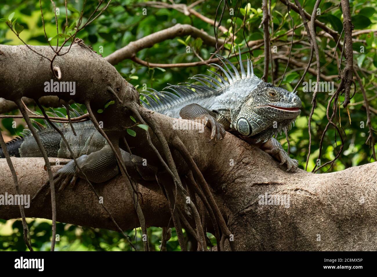 Green Iguana on a tree branch looking into a distance Stock Photo - Alamy