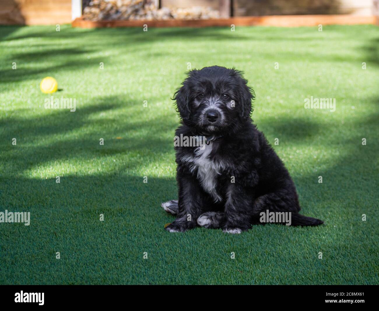 A Groodle Puppy - Poodle Cross Golden Retriever and Labrador Stock ...
