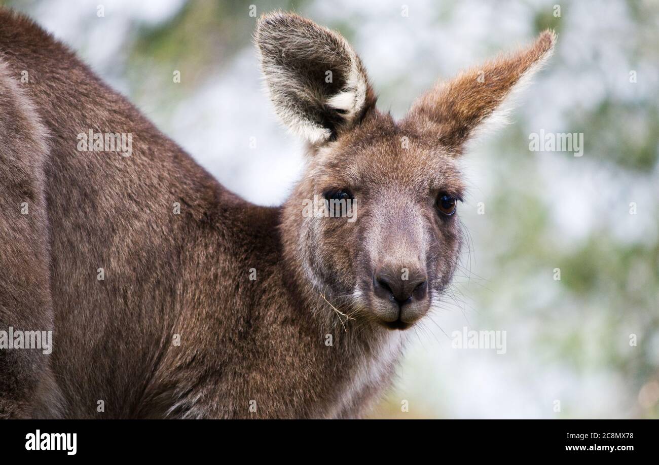 Eastern grey kangaroo tail hi-res stock photography and images - Alamy