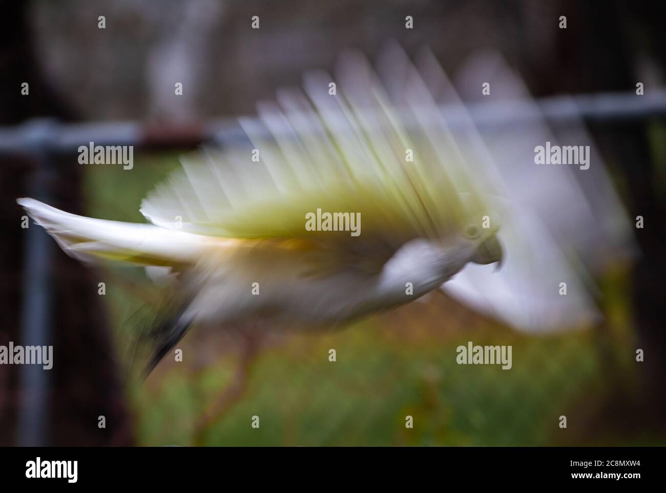 Animal sulphur crested cockatoo fauna hi-res stock photography and ...