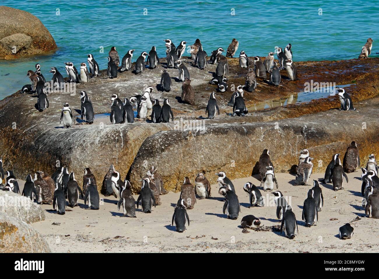 African penguins on coastal rocks hi-res stock photography and images ...