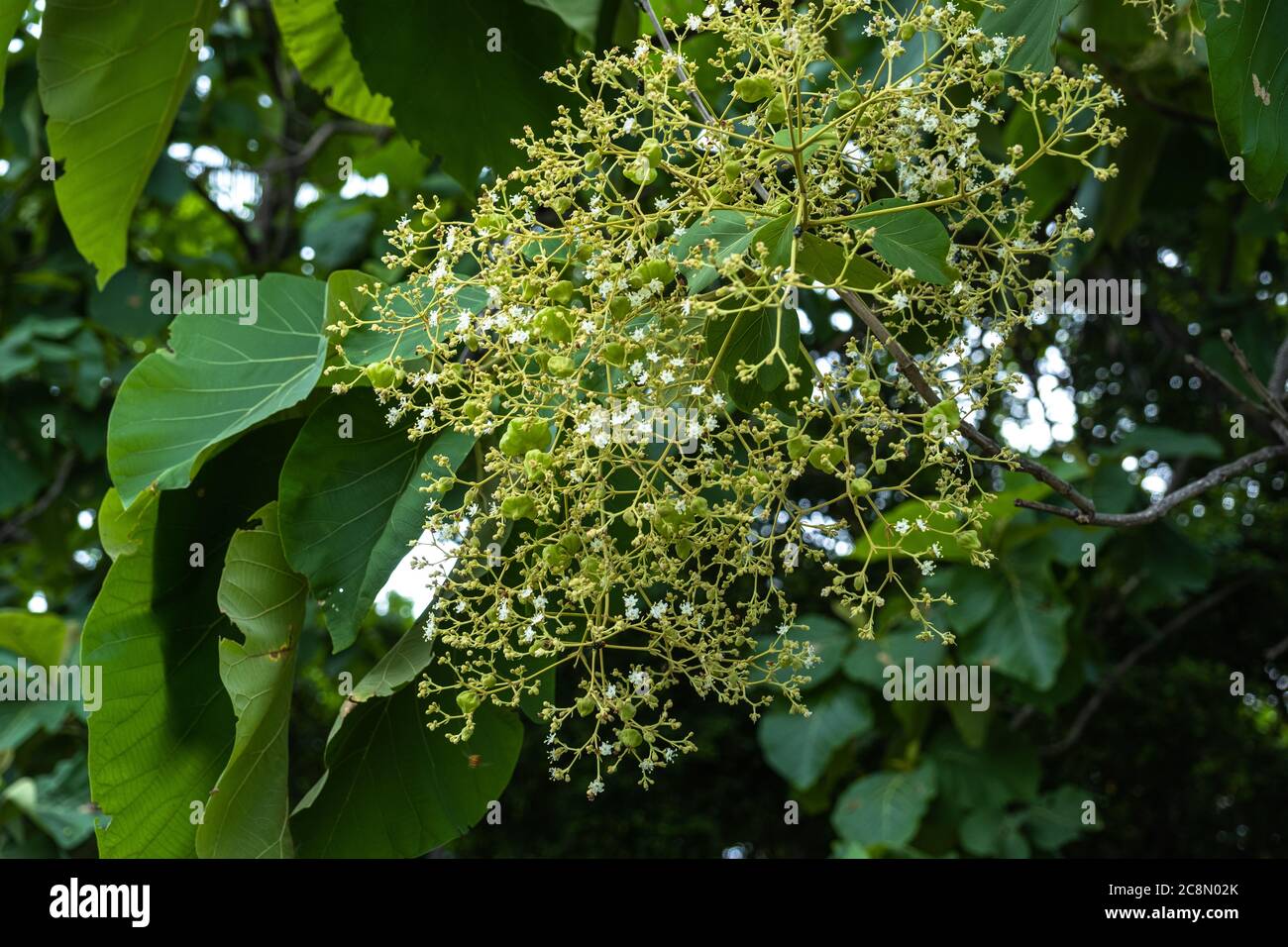Teak tree flowers hi-res stock photography and images - Alamy
