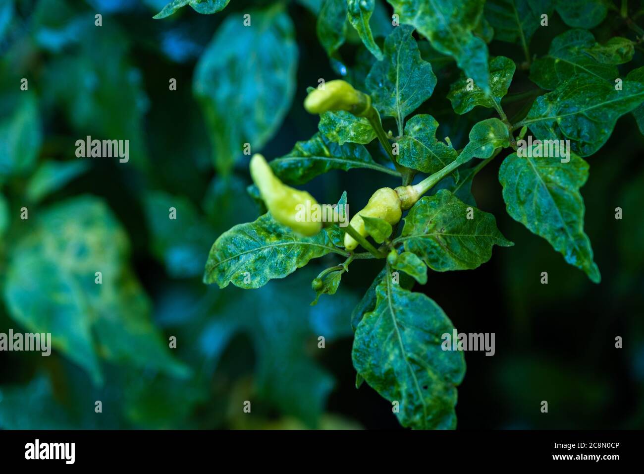 Chilli tree hi-res stock photography and images - Alamy