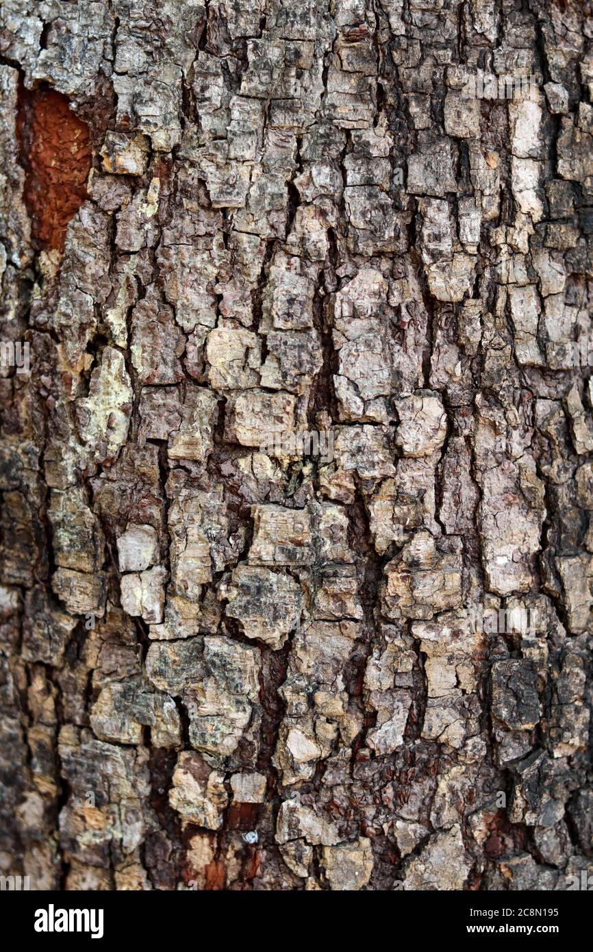 background texture of wood bark with dark and light colors, as well as ...