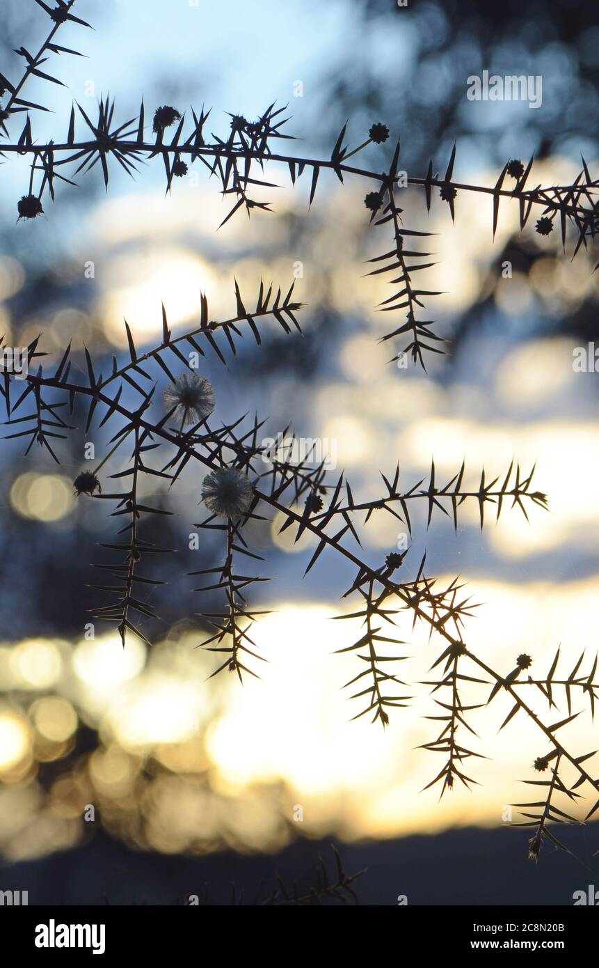Sun setting and dappled light behind a flowering branch of Prickly ...