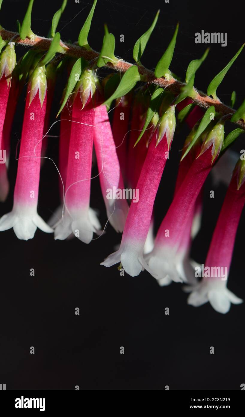 Close up of pink, red and white bell-shaped flowers of the Australian ...
