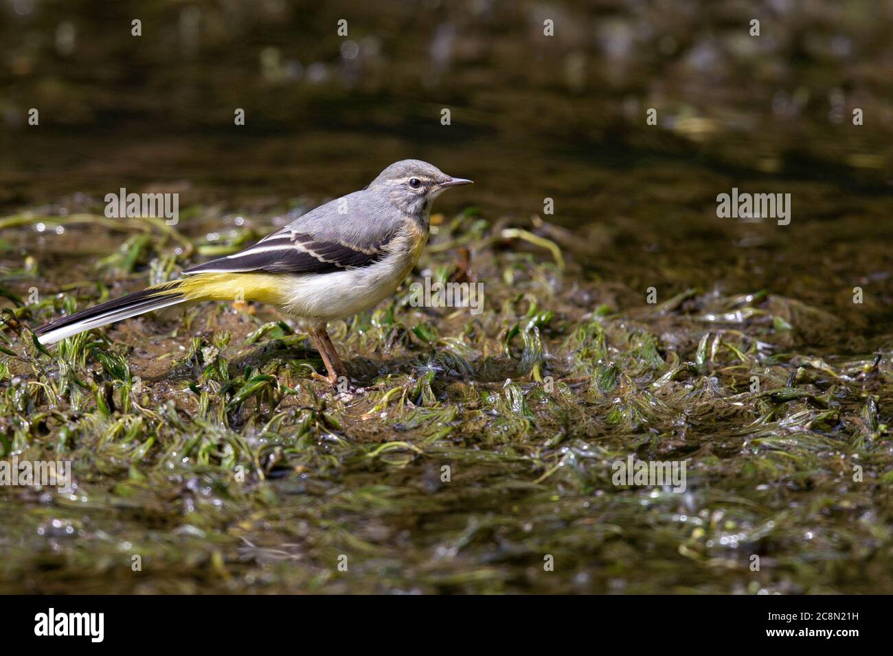 Wagtail bird hi-res stock photography and images - Alamy