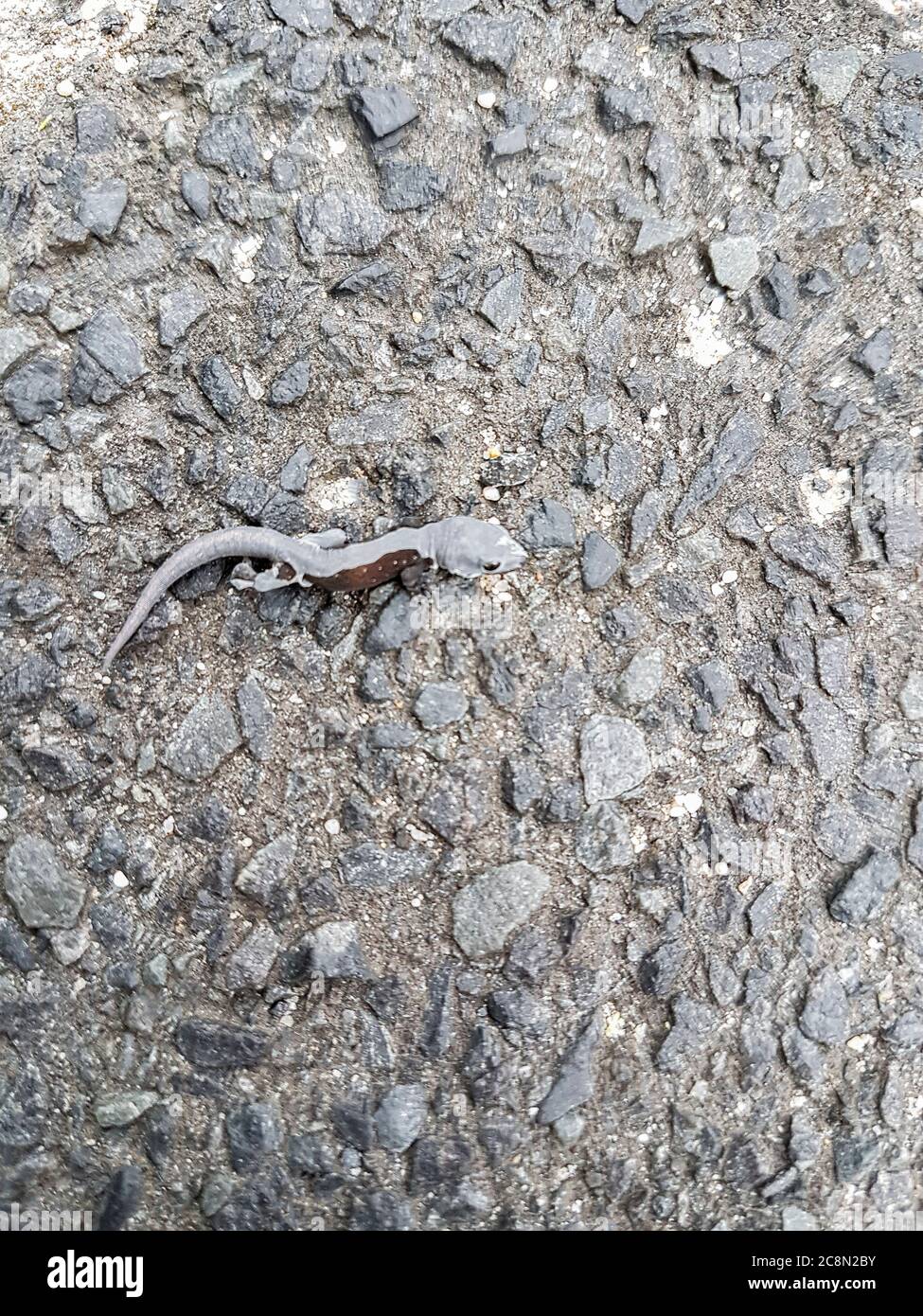 Small gray lizard or gecko on gray stone background in Cape Town Stock ...