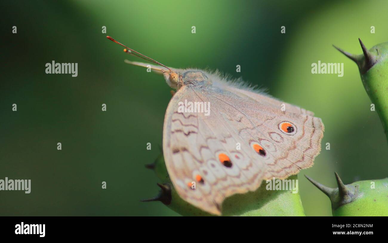 Grey butterfly hi-res stock photography and images - Alamy