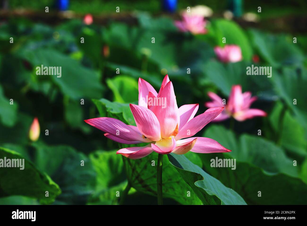 Pink lotus flowers blooming hi-res stock photography and images - Alamy