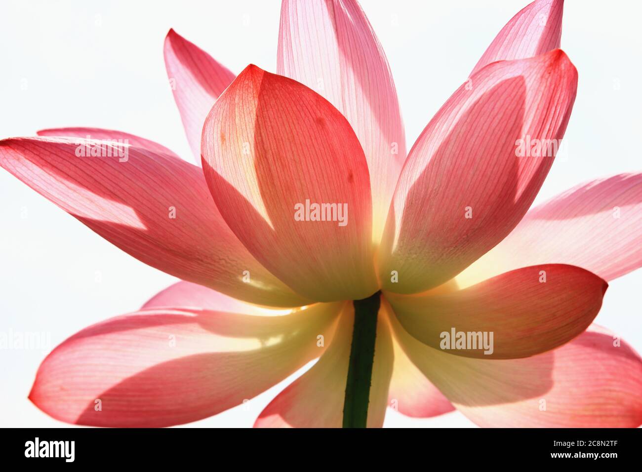 Lotus flower isolated on the white background,beautiful pink lotus ...