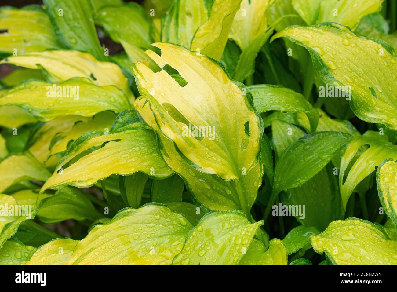 Slug and Snail damage to hosta leaves - UK Stock Photo - Alamy