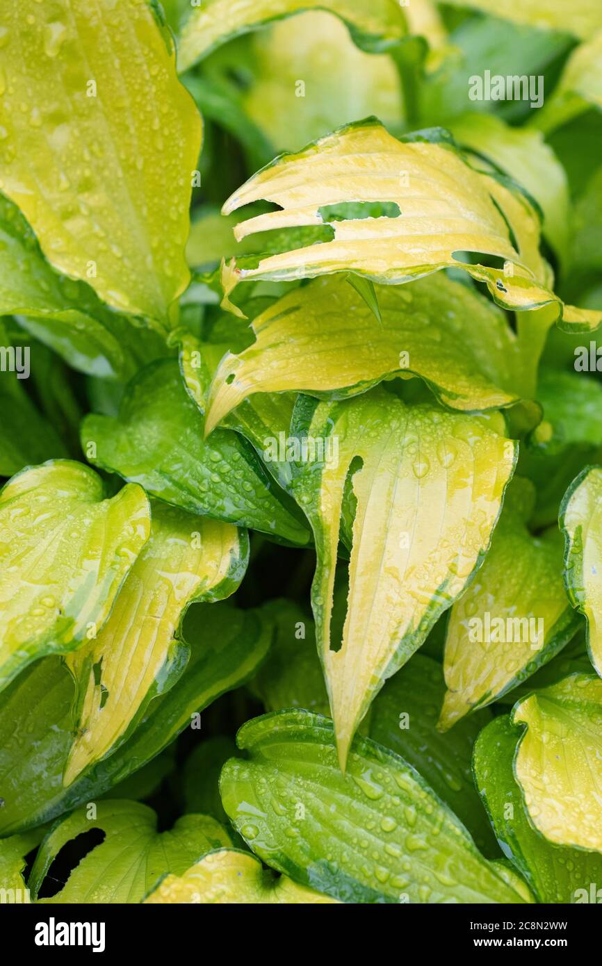 Slug and Snail damage to hosta leaves - UK Stock Photo - Alamy