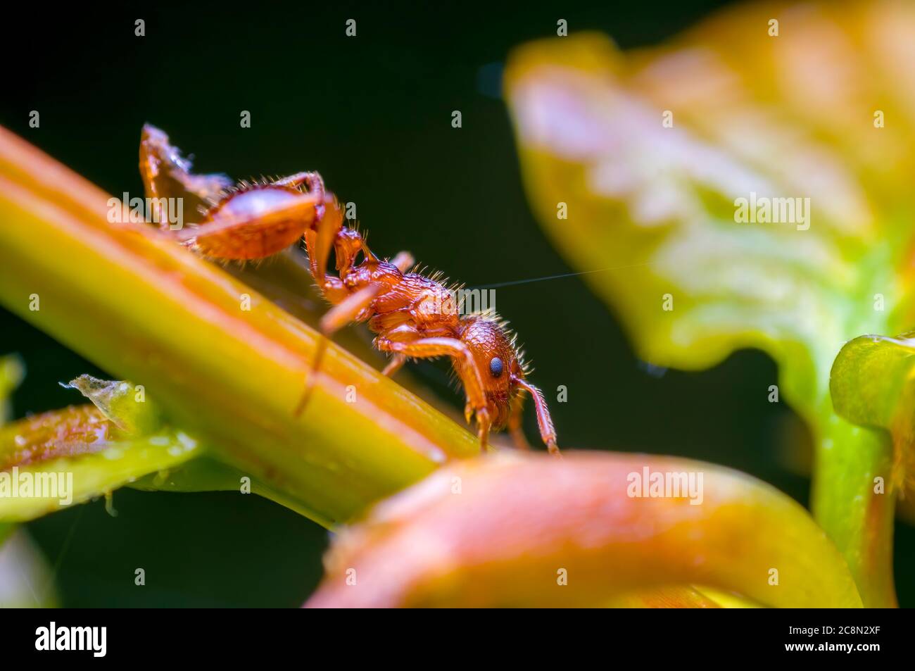 small ant insect on a plant in the meadows Stock Photo - Alamy