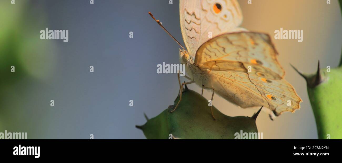 Butterflies of bengal hi-res stock photography and images - Alamy