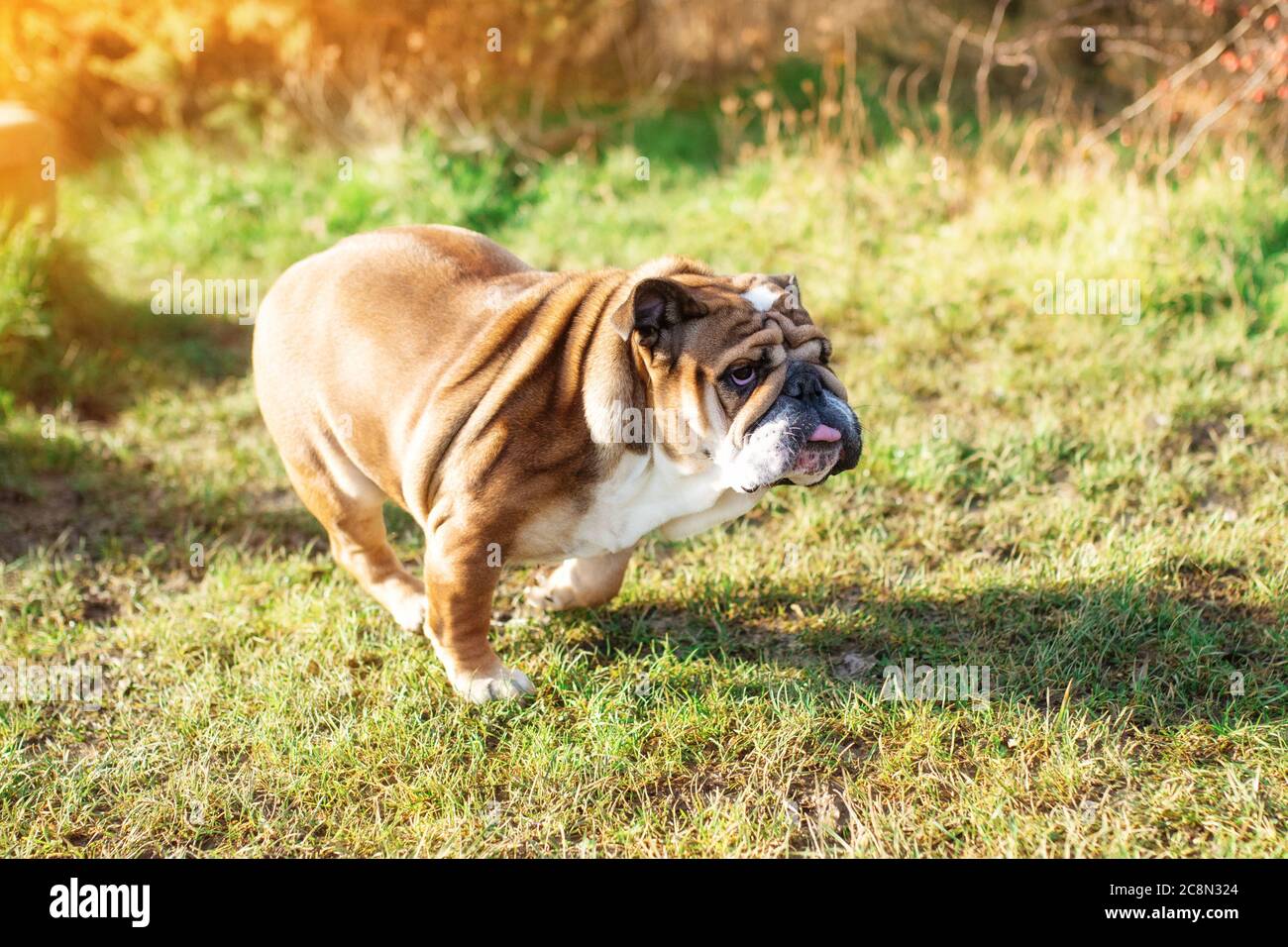 White bulldog running hi-res stock photography and images - Alamy