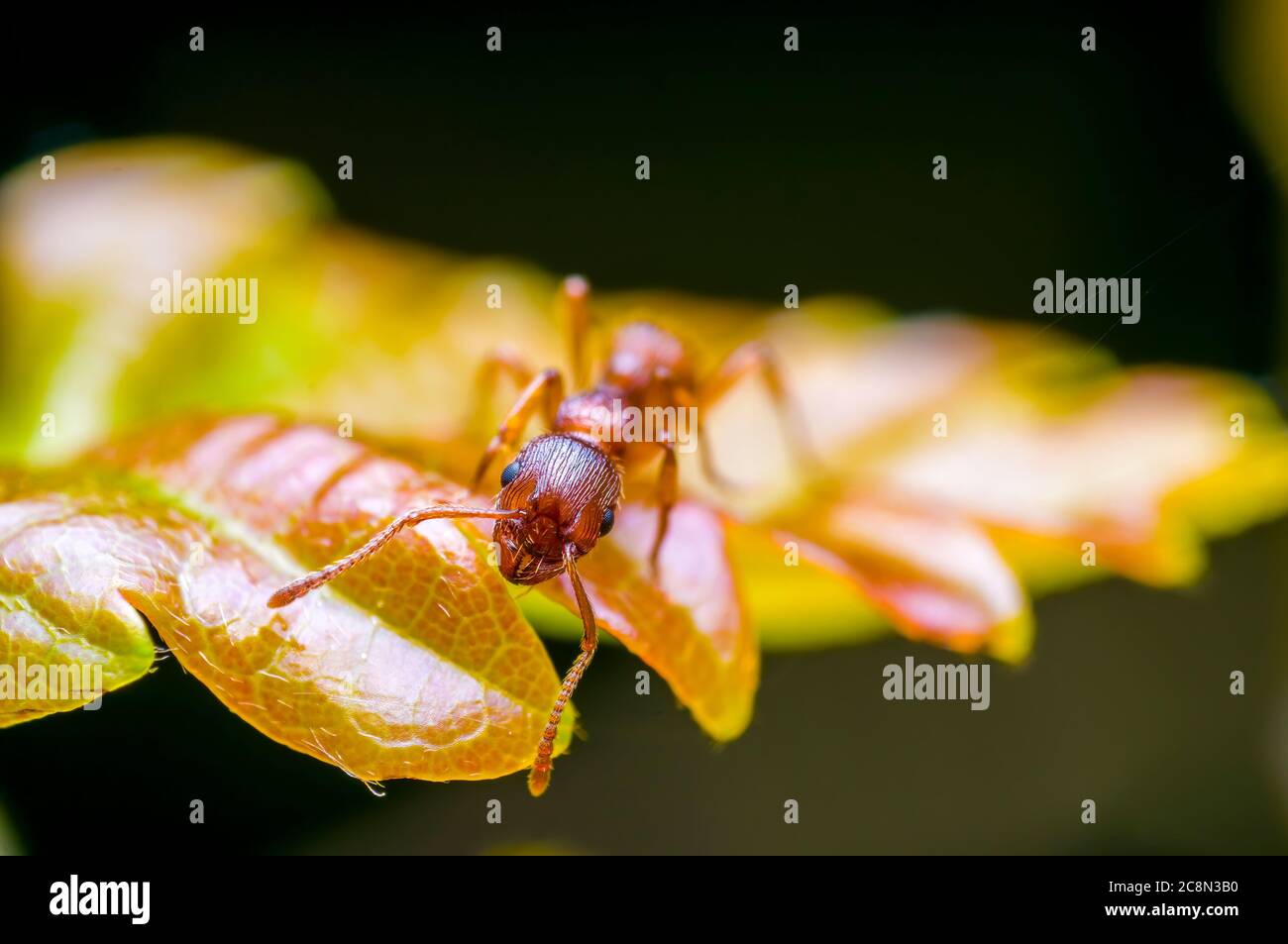 small ant insect on a plant in the meadows Stock Photo - Alamy