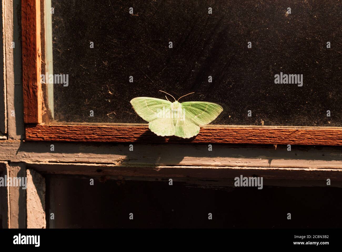Summer moth hi-res stock photography and images - Alamy