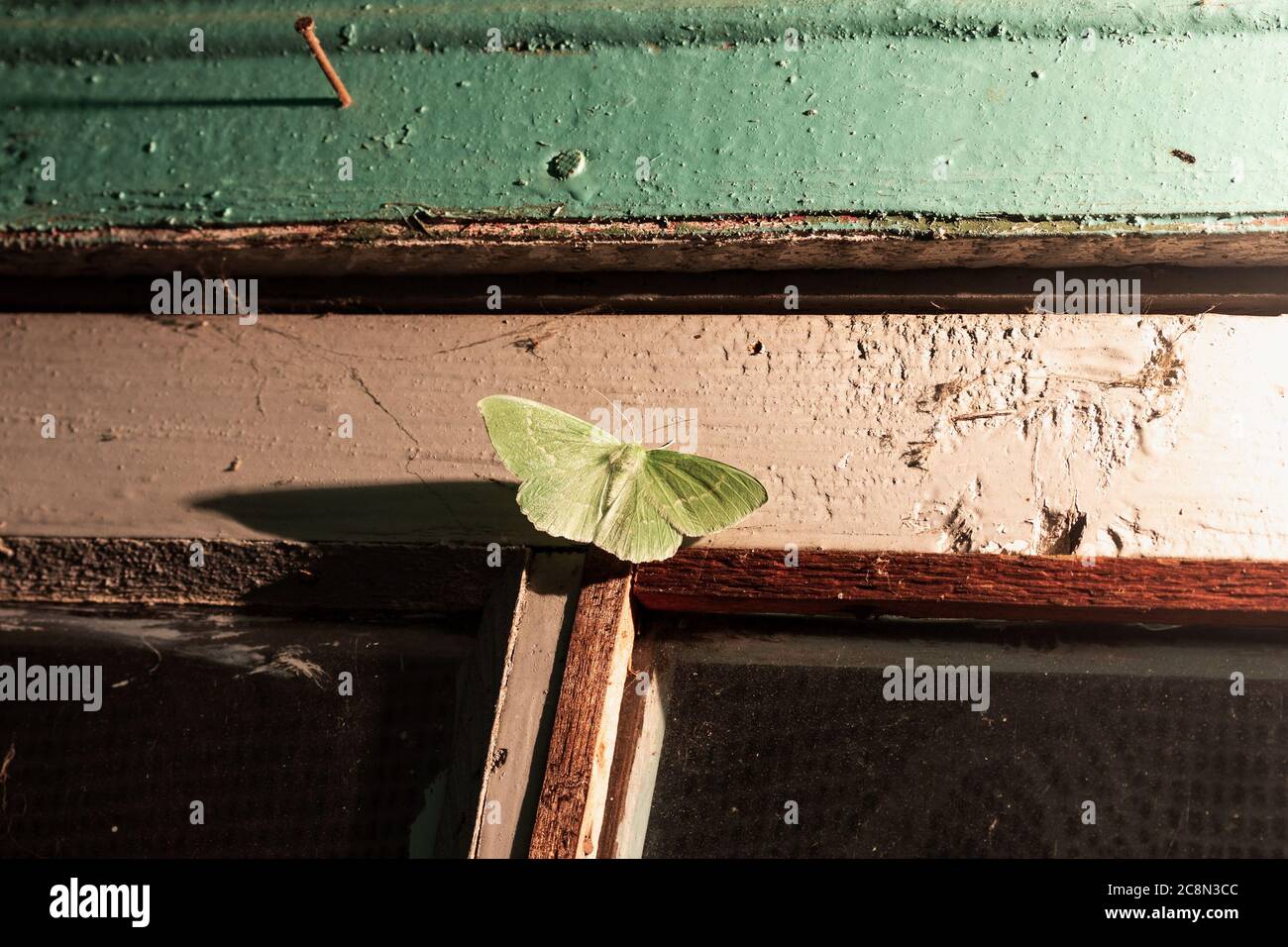 Moth in spring hi-res stock photography and images - Alamy