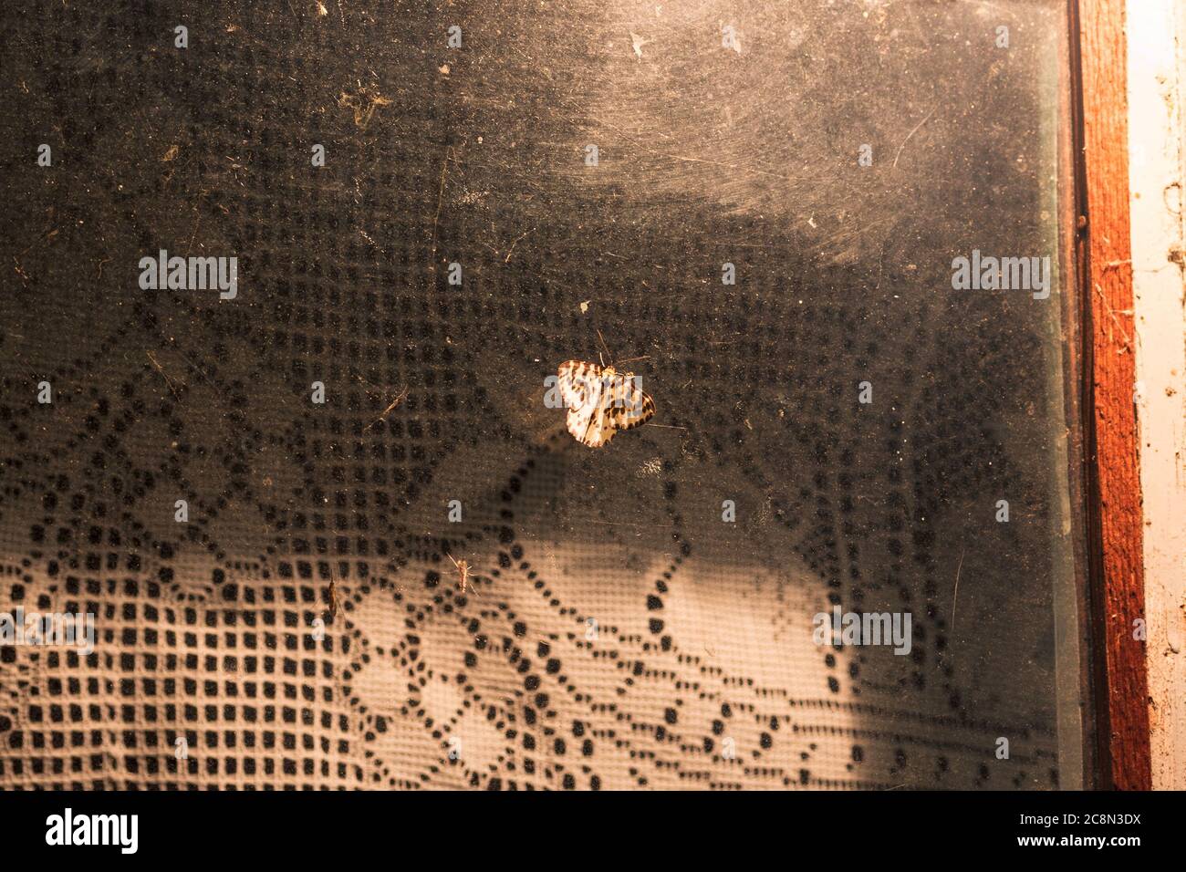 Insects in the wild hi-res stock photography and images - Alamy