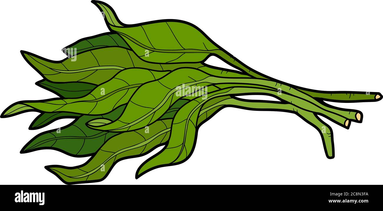 Kangkong Clipart Black And White