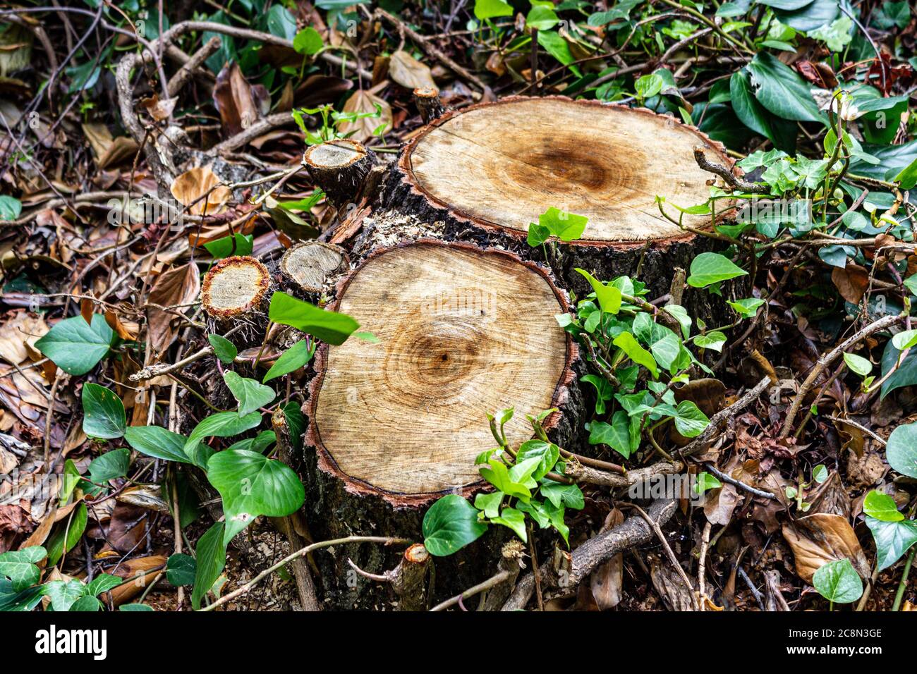 Tree stump ivy hi-res stock photography and images - Alamy