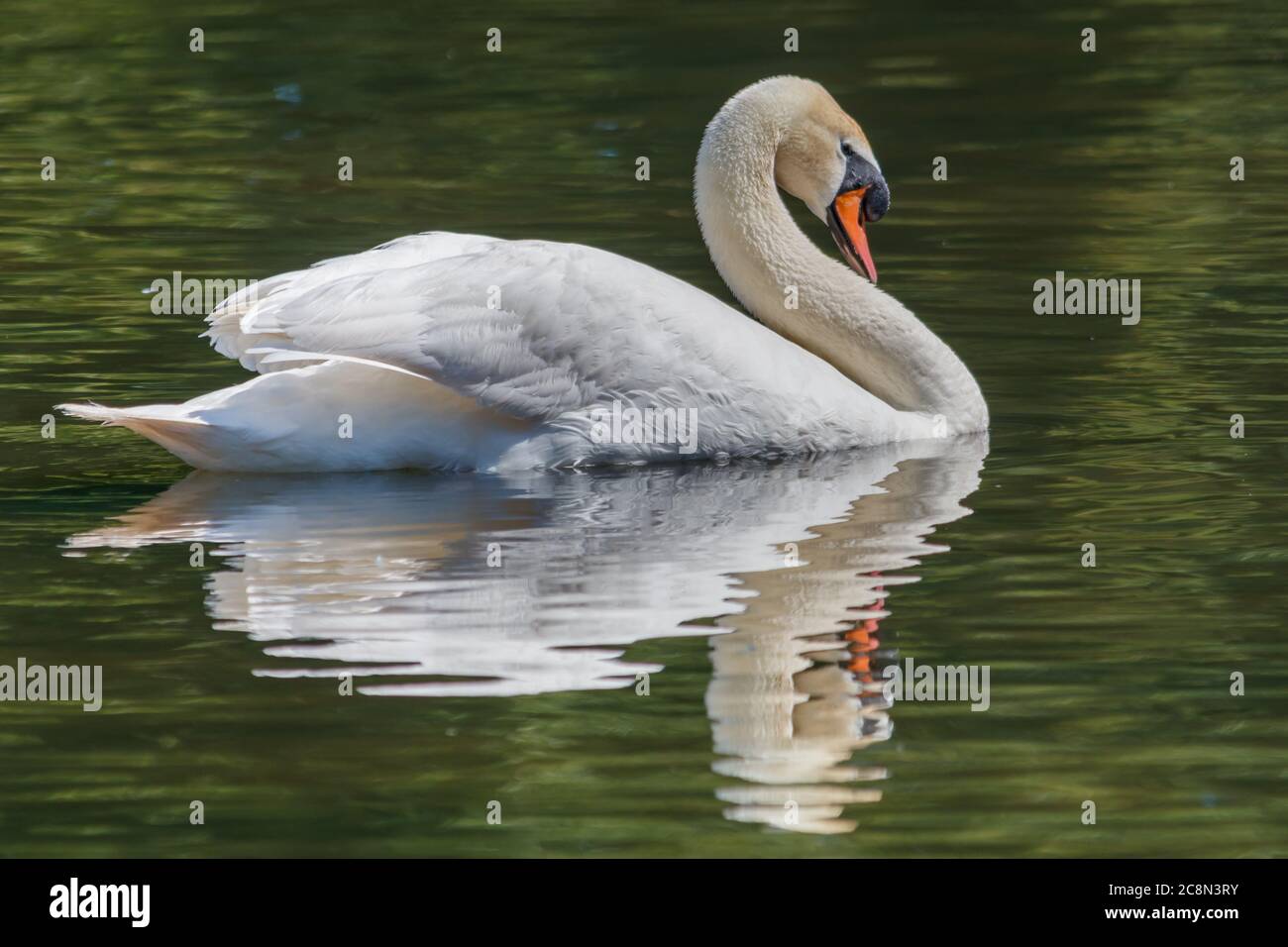 Backwell lake nature reserve Stock Photo - Alamy