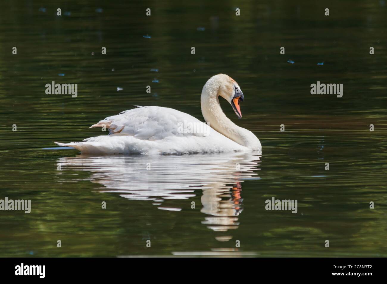 Backwell lake nature reserve Stock Photo - Alamy