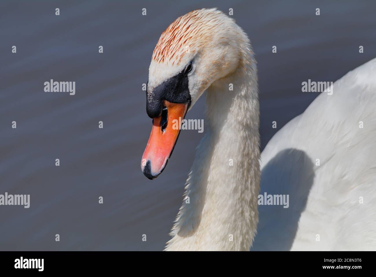 Backwell lake nature reserve Swan Stock Photo - Alamy