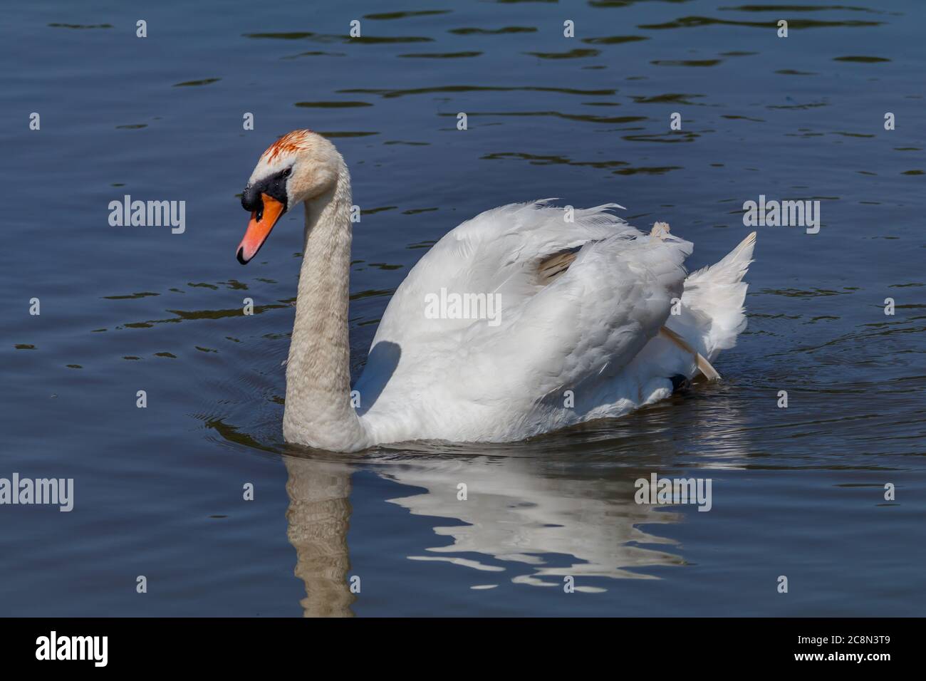 Backwell lake nature reserve Stock Photo - Alamy
