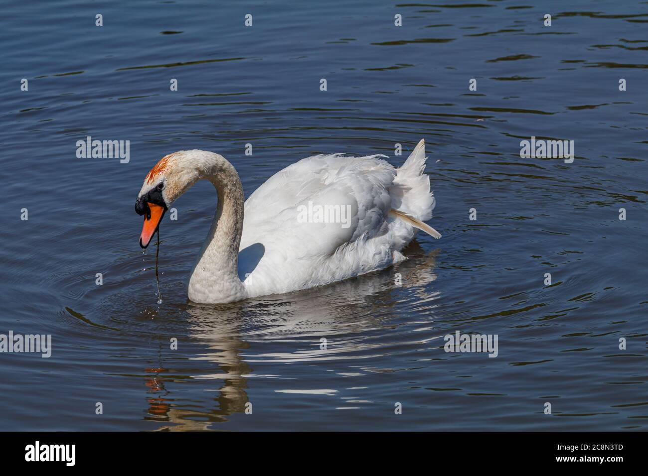 Backwell lake nature reserve Stock Photo - Alamy