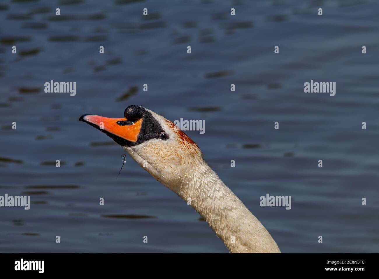Backwell, England High Resolution Stock Photography and Images - Alamy