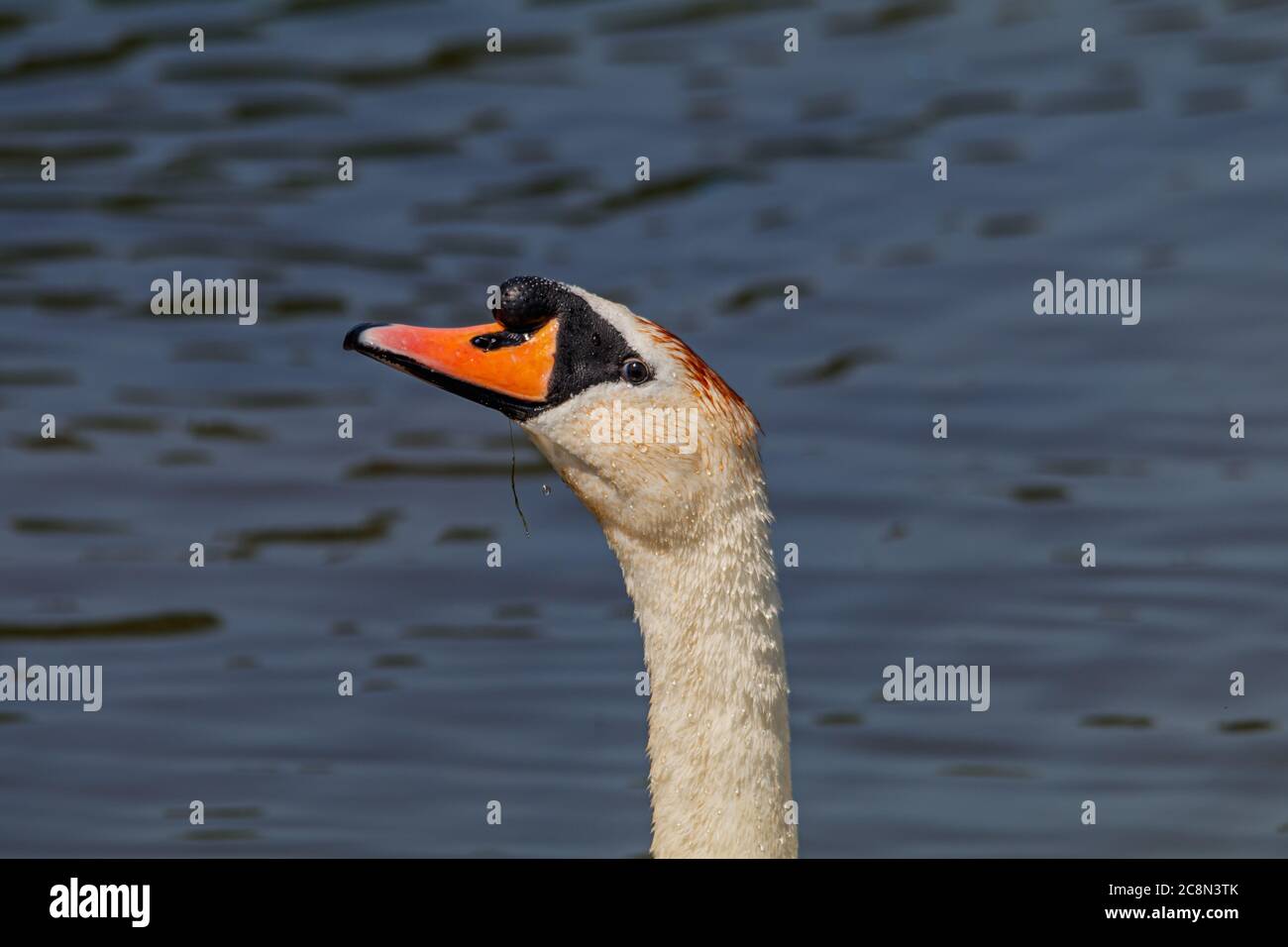 Backwell lake nature reserve hi-res stock photography and images - Alamy